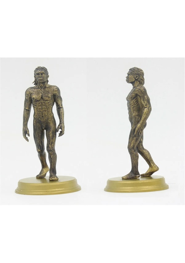 Homo Sapiens Ramapithecus Australopithecus Homo Habilis Homo Erectus