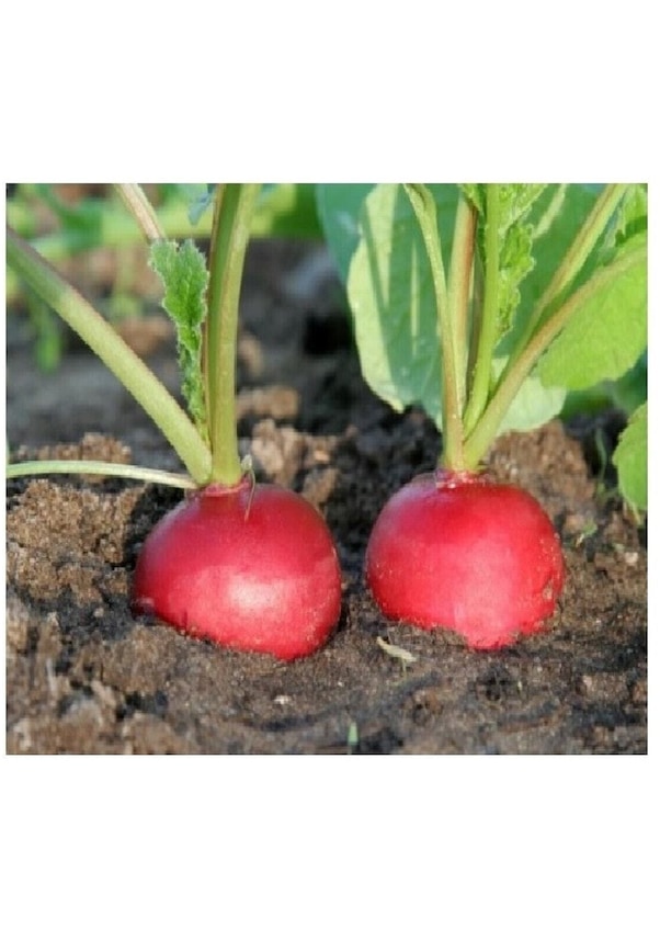 50 Adet Tohum Köy Tohumu Nadir Iri Kırmızı Turp Tohumu Sürpriz Hediye ...