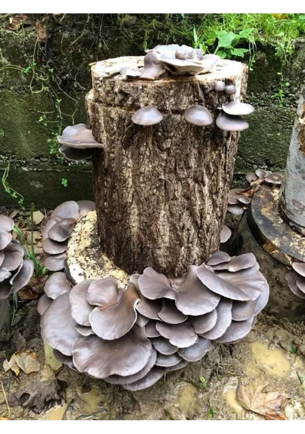 Kavak Ağacı Mantarı Tohumu Miseli 10kg Fiyatları ve Özellikleri