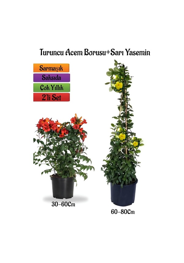Turuncu Borazan Çiçeği Fidanı+sarı Yasemin Fidanı 2'li Bahçe Peyzaj ...