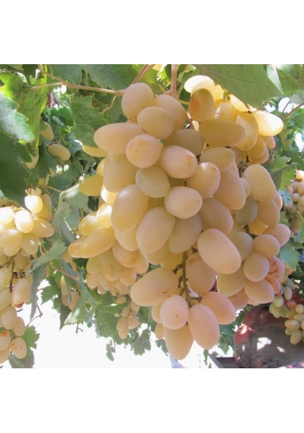 Tüplü Geçci Hatun Parmağı Üzüm Asma-Bağ Fidanı Fiyatları ve Özellikleri