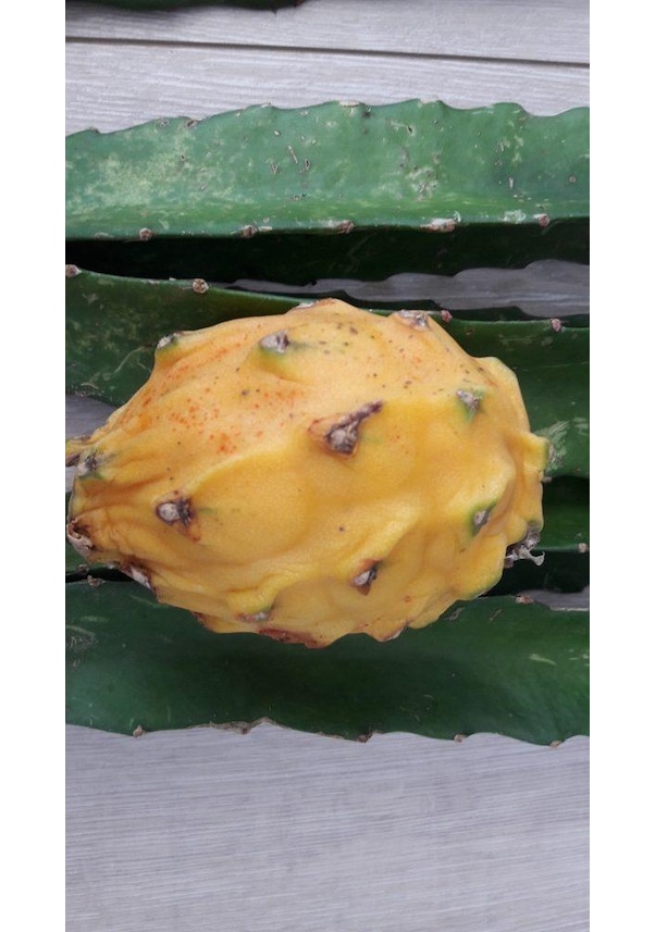 Pitaya Palora Ecuador Yellow Fiyatları ve Özellikleri