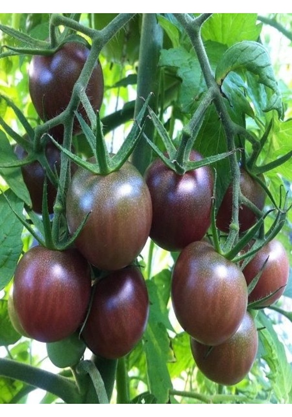 Siyah Cherry Domates Fidesi 10 Adet Fiyatları ve Özellikleri