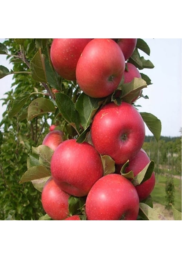 Tüplü Aşılı Amasya Misket Elma Fidanı Fiyatları ve Özellikleri