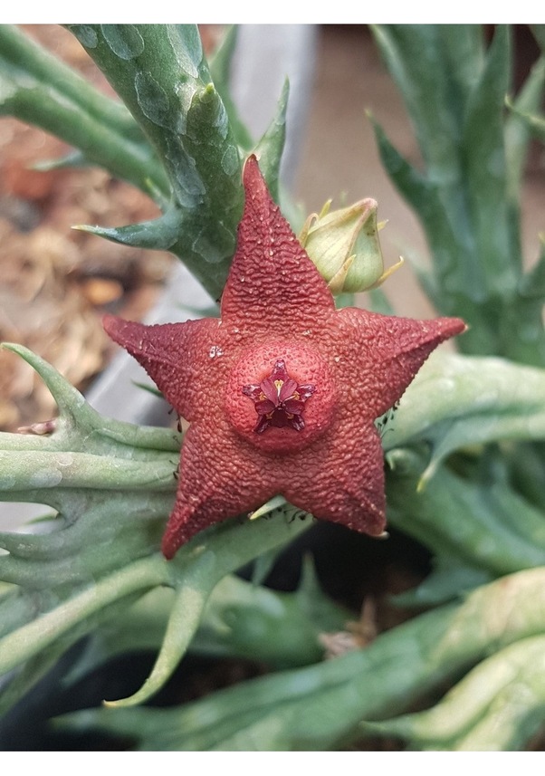 Orbea Woodii Nadir Ve Koleksiyonluk Tür Leş Kaktüsü 5,5cm Saksılı ...