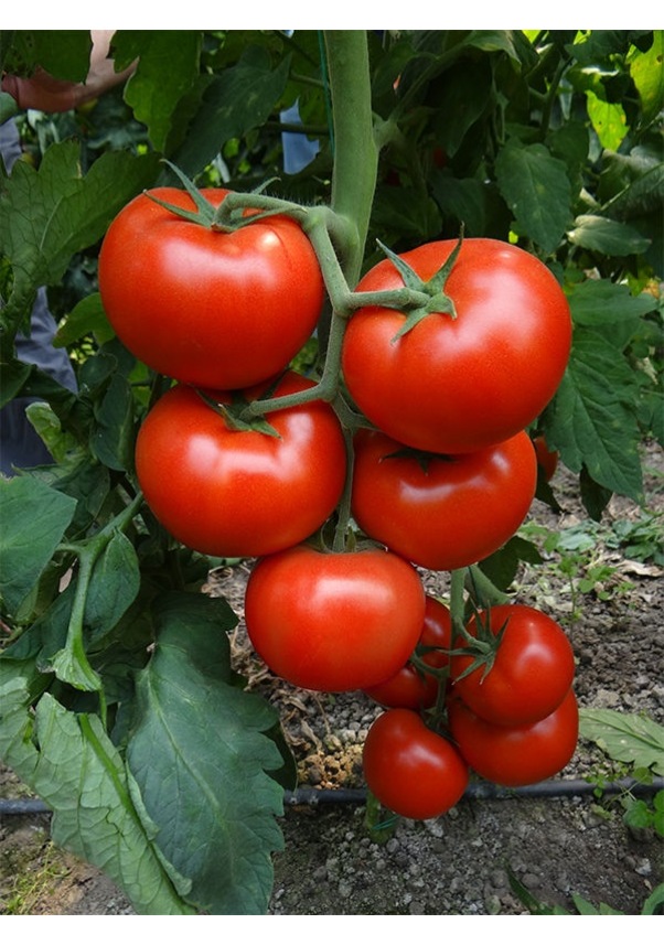 Erkenci İri Domates Tohumu Erkenci Domates Tohumu 15 Tohum+ Fiyatları ...