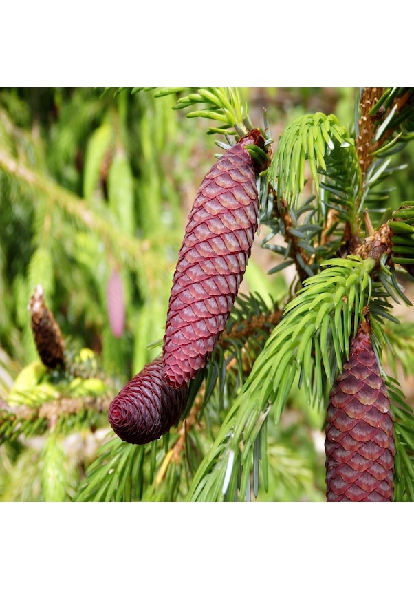 Çin Ladin Ağacı Tohumu 10 Adet Fiyatları ve Özellikleri