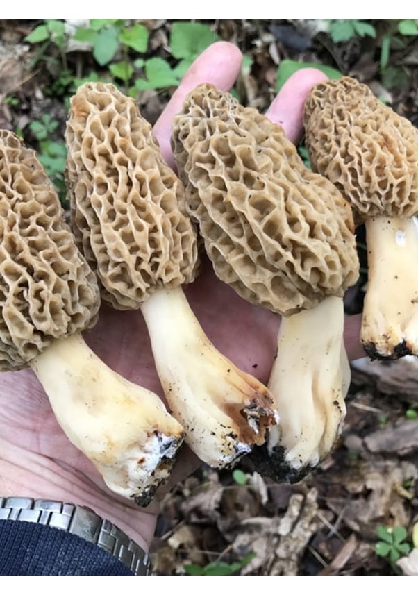 Kuzu Göbeği Mantarı Tohumu Mantar Tohumu 100 G Fiyatları ve Özellikleri