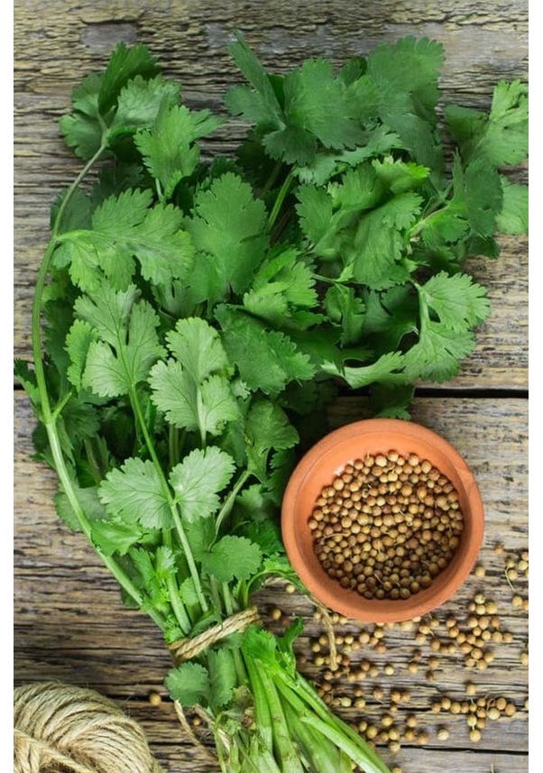 +50 Adet Kişniş Otu Aş Otu Tohumu Fiyatları ve Özellikleri