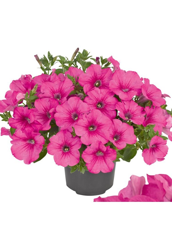 Petunya Çiçeği Tohumu İri Çiçekli Bodur Gül Renkli 15 Tohum Fiyatları ...