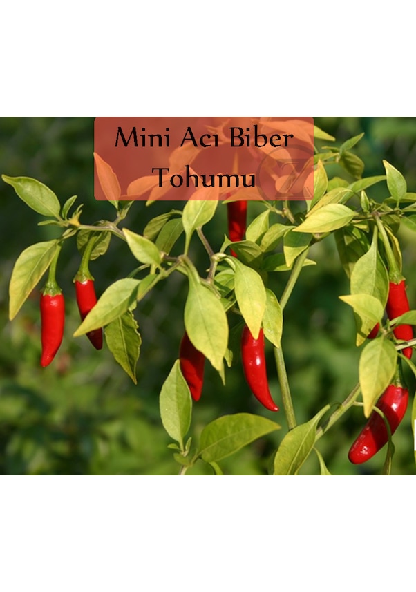 Mini Acı Biber Tohumu 1 Paket 10GR=1000+ Adet Cin Biberi Tohumu ...