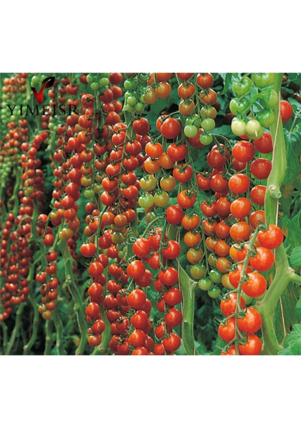 Cherry Domates Tohumu Fiyatları ve Özellikleri