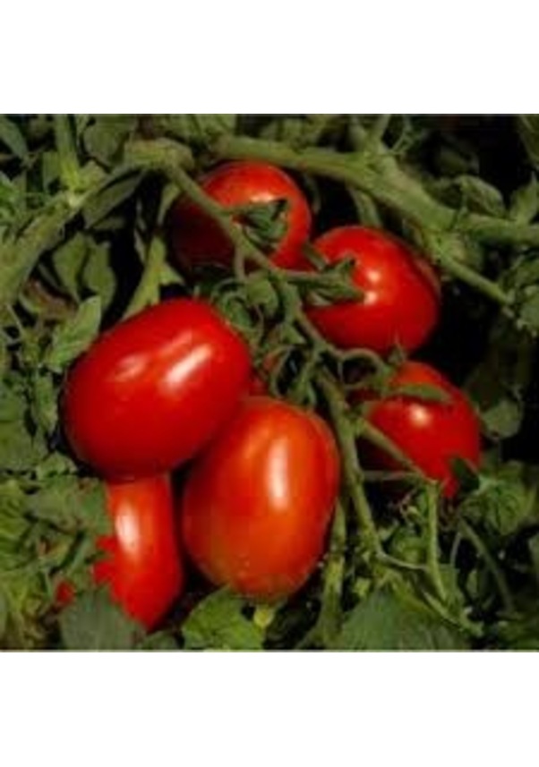200 Adet Tohum Organik Bursa Domatesi Tohumu Tarla Bursa Domates ...