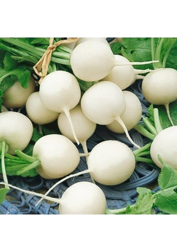 Tohumculuk Geleneksel Iri Beyaz Turp Tohumu Fiyatları ve Özellikleri