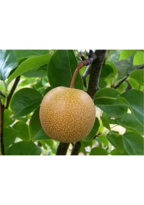 Japon Armudu Naşi Fidanı Tüplü Fiyatları ve Özellikleri