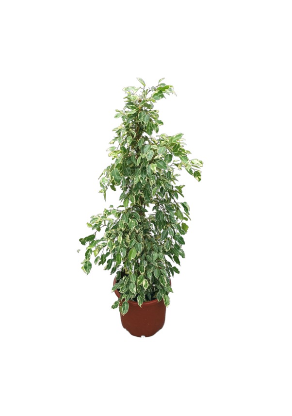 Ficus Benjamina ‘Starlight’ Fiyatları ve Özellikleri