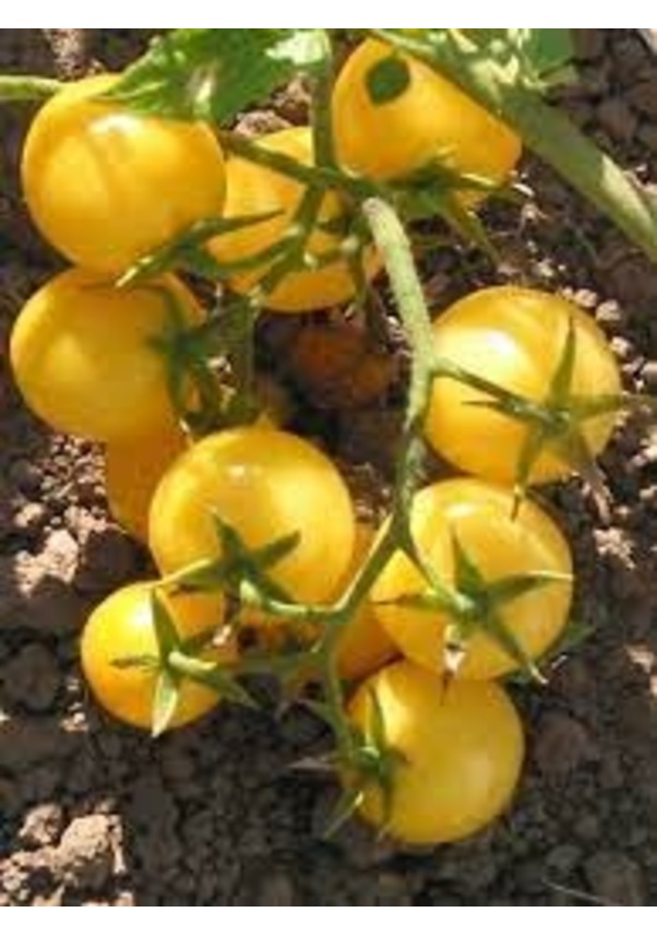 50 Adet Tohum Nadir Organik Bahçe Sarı Mini Çeri Domates Tohumu ...