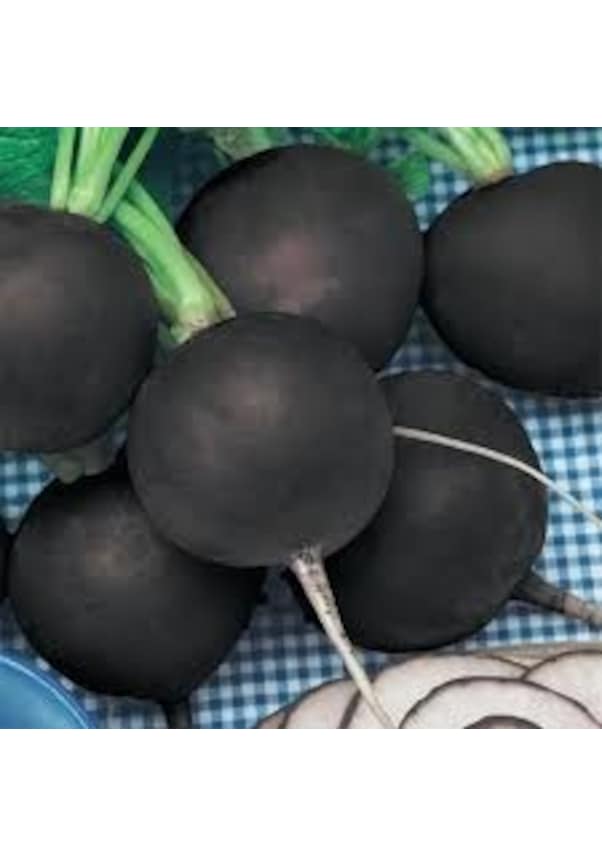 75 Adet Tohum Siyah Turp Tohumu Siyah Turp Hye Toh Fiyatları ve Özellikleri