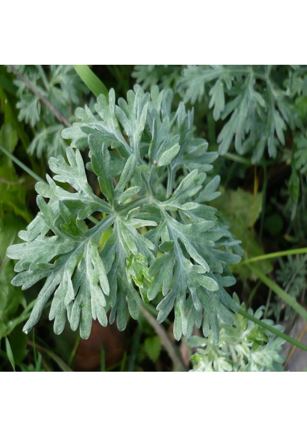 Acı Pelin Otu Tohumu 245 Adet Fiyatları ve Özellikleri