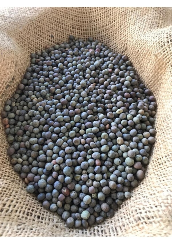 Macar Fiğ Tohumu 10 Kg 1.sınıf Fiyatları ve Özellikleri