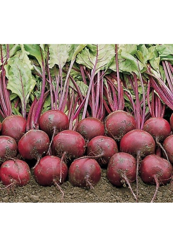 100 Adet Tohum Organik Kırmızı Geleneksel Pancar Turp Tohumu Sürpriz Hediye Tohumludur Fiyatları ...