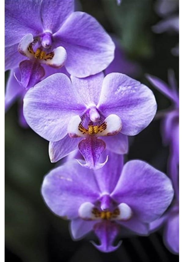 Mor Orkide Tek Dal 40 cm Fiyatları ve Özellikleri