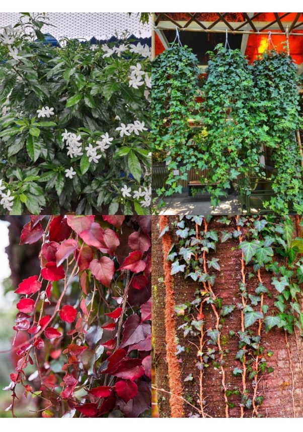 Sarmaşık Bitki Seti 60 100 Cm 4 Adet Tüplü Yasemin Amerikan Sarmaşık ...