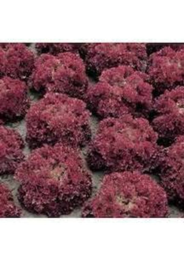 50 Adet Tohum Nadir Akdeniz Kıvırcığı Siyah Marul Tohumu Saksı T ...