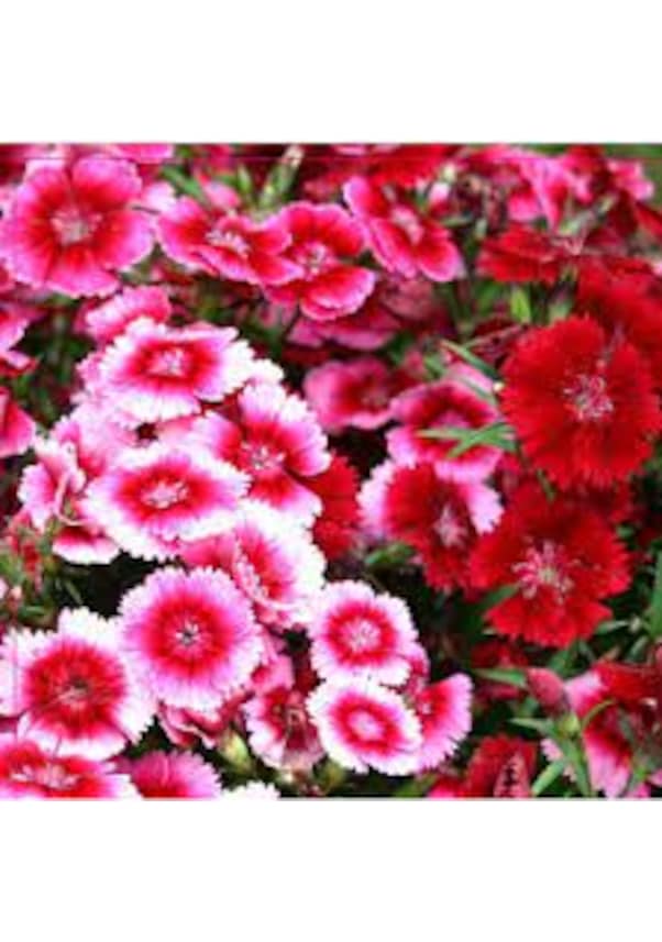 50 Adet Tohum Katmerli Çin Karanfili Mezarlık Çiçeği Saksı Topra ...