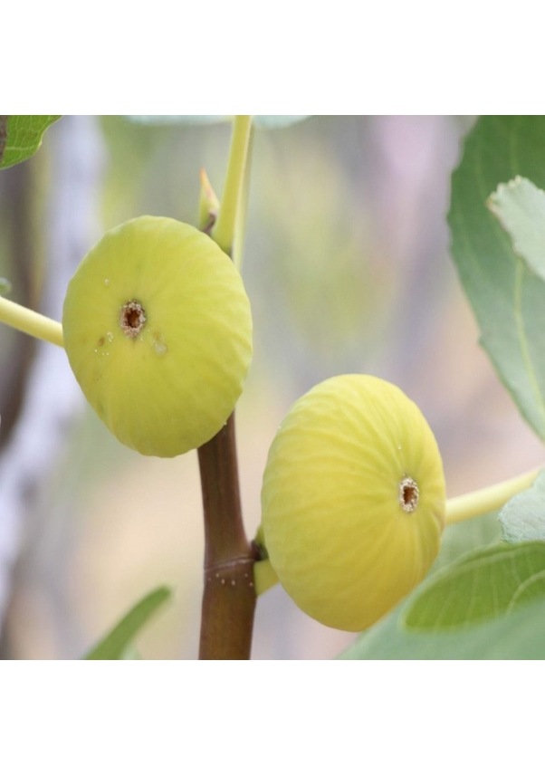 Tüplü İçi Dolgun Beyaz Orak İncir Fidanı Fiyatları ve Özellikleri