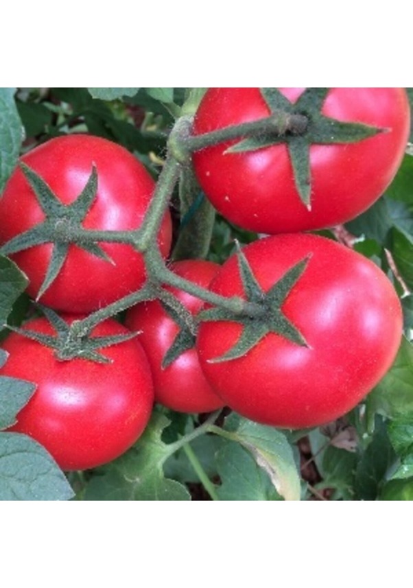 Salkım Domates Tohumu Fiyatları ve Özellikleri