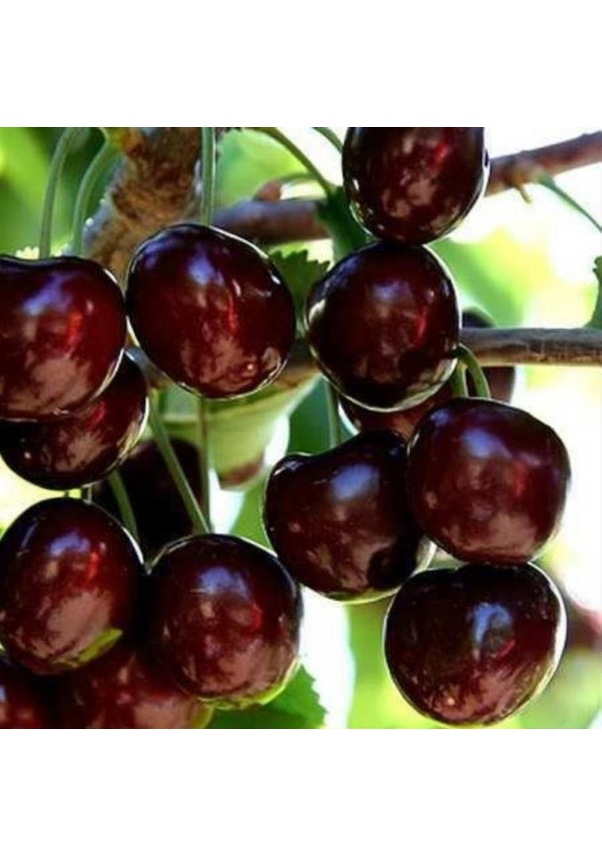 Tüplü Aşılı İri Meyveli Bol Verimli Kordia Kiraz Fidanı Fiyatları ve Özellikleri