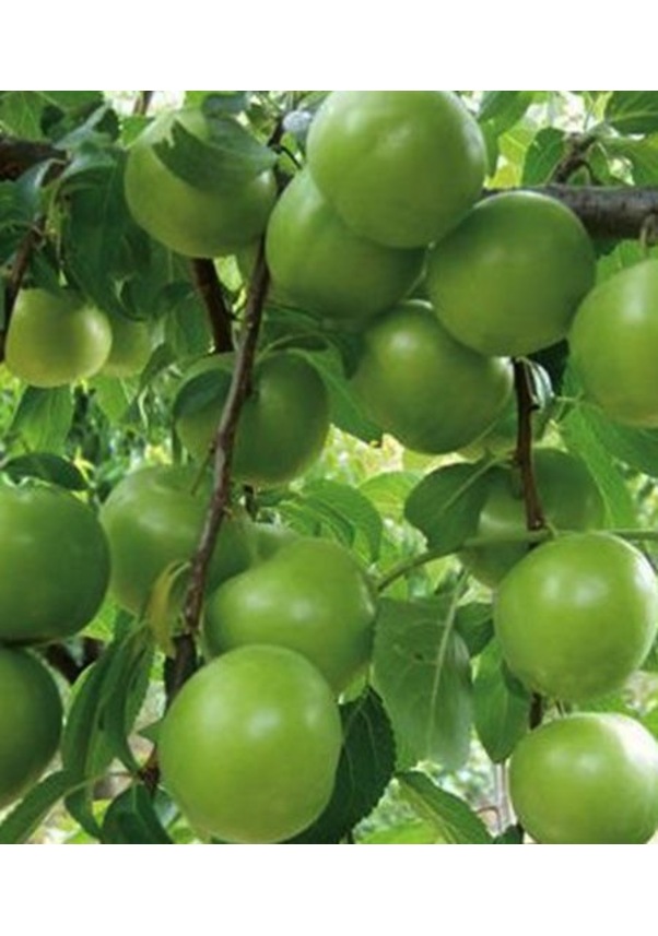 Tüplü Can Erik Fidanı 80-110Cm Fiyatları ve Özellikleri