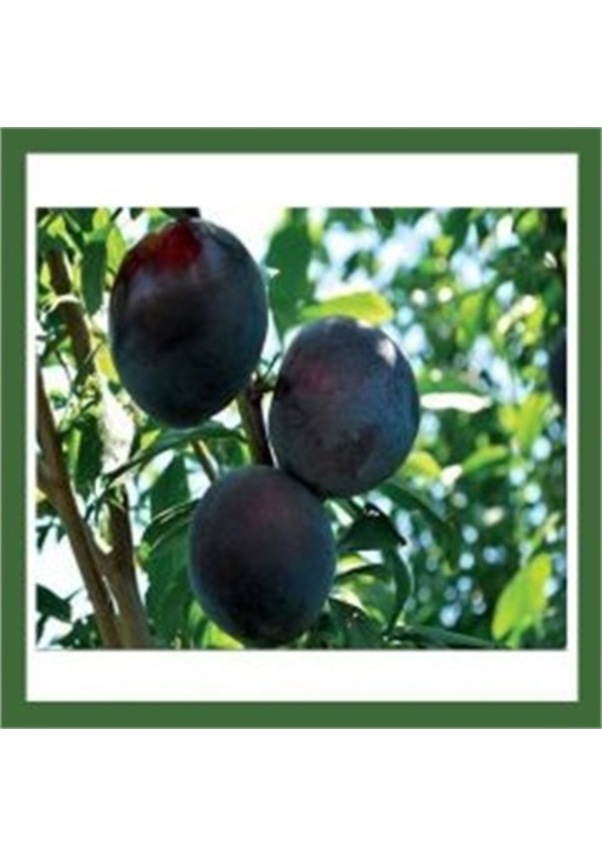 Sun Erik Fidanı Tüplü Fiyatları ve Özellikleri