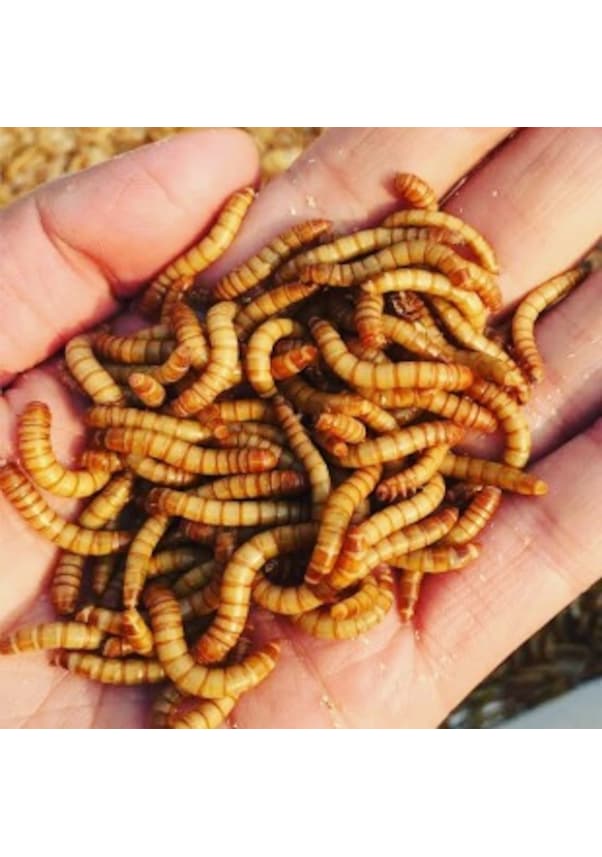 Un Kurdu Canlı Yem Un Kurdu 100 Adet Fiyatları ve Özellikleri