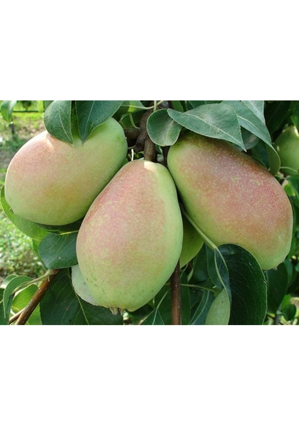 3 Yaş Santa Maria Armut Fidanı Fiyatları ve Özellikleri