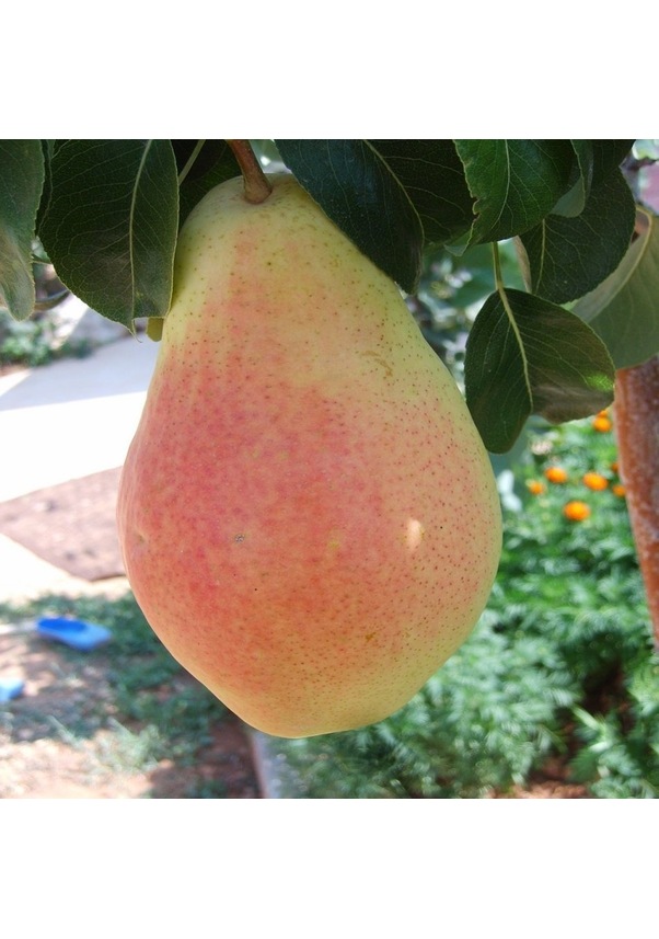 Tüplü Yüksek Verimli Santa Maria Armut Fidanı Fiyatları ve Özellikleri