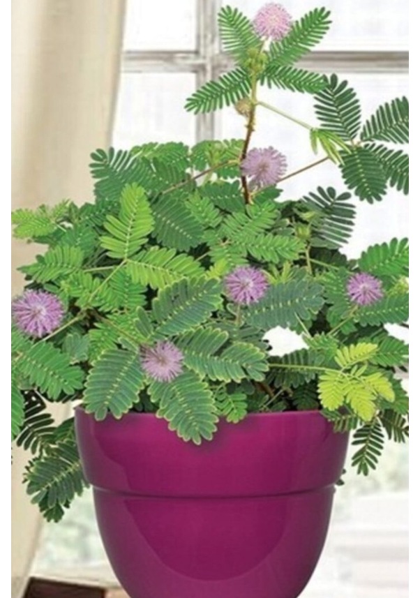 50 Adet Tohum Dokununca Küsen Mimoza Küstüm Çiçeği Tohum Fiyatları ve ...