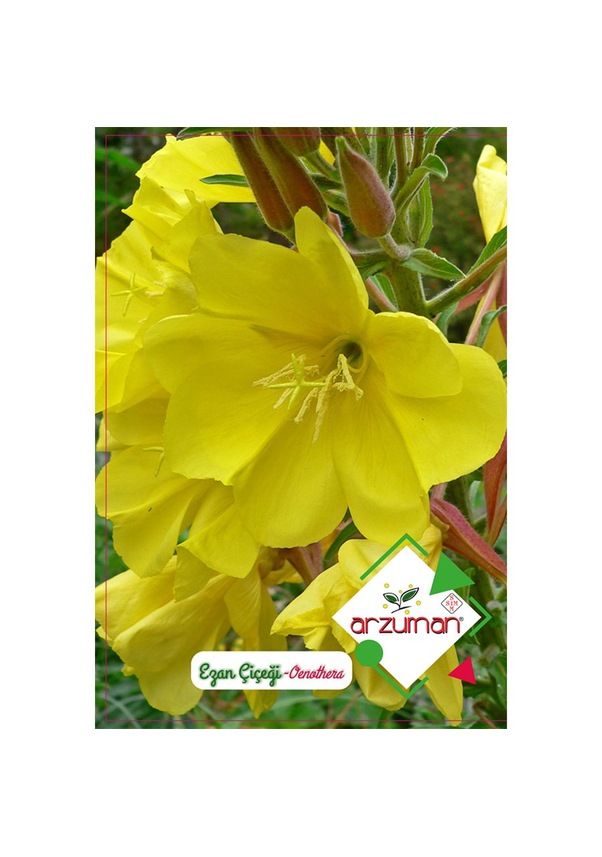 Akşam Ezanı İle Çiçek Açan Ezan Çiçeği Tohumu100 Adet Fiyatları ve ...