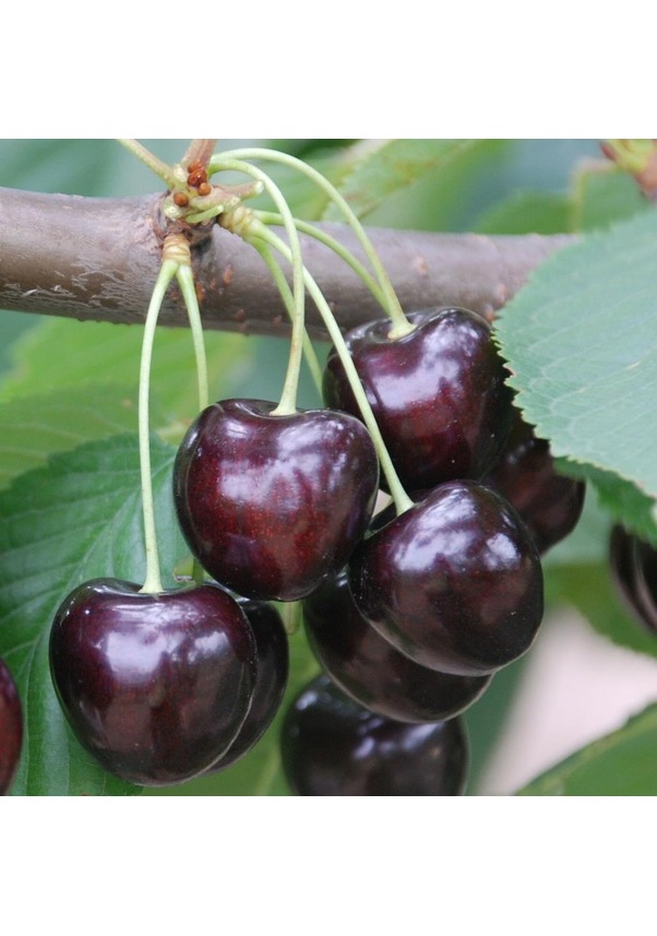 Tüplü Aşılı Bol Verimli Yarı Bodur Kordia Kiraz Fidanı Fiyatları ve Özellikleri