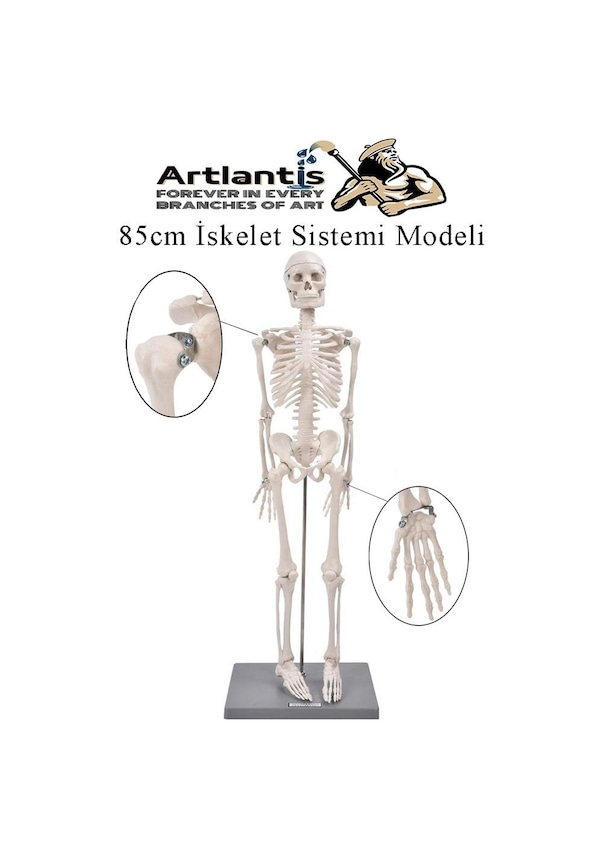 İskelet Maketi 85 Cm 1 Adet Eğitim İnsan İskelet Modeli İskelet Sistemi Haraketli İskelet ...