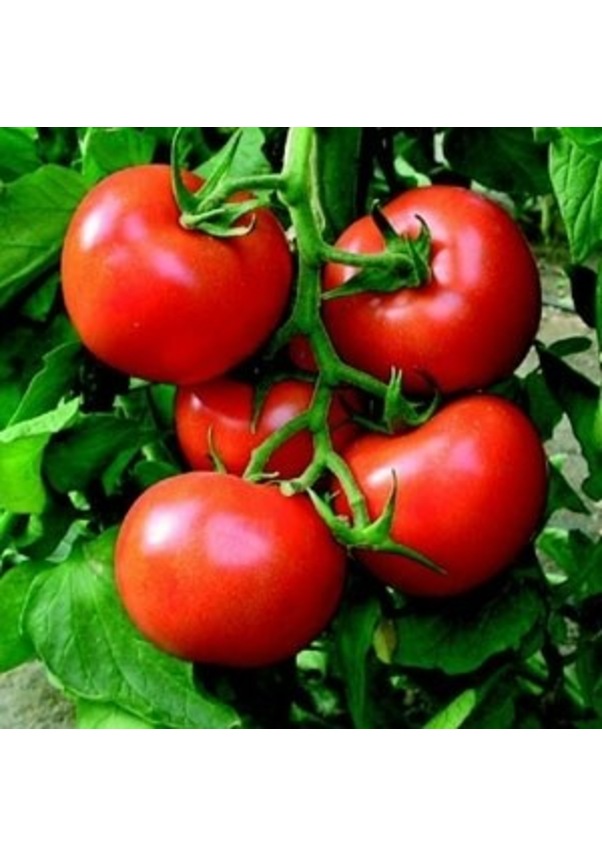 Çanakkale Domates Tohumu Fiyatları ve Özellikleri