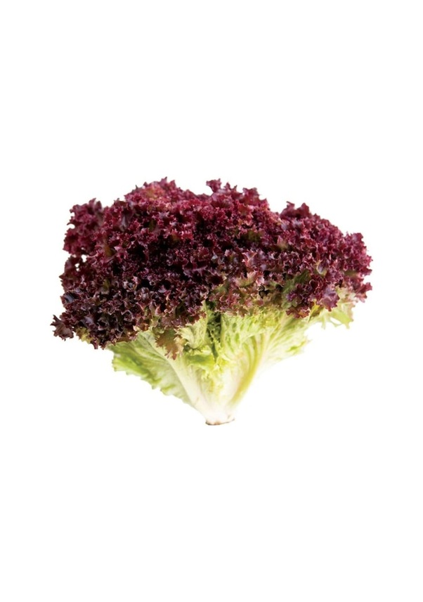 50 Adet Tohum Nadir Akdeniz Kıvırcığı Siyah Marul Tohumu Saksı Toprak ...