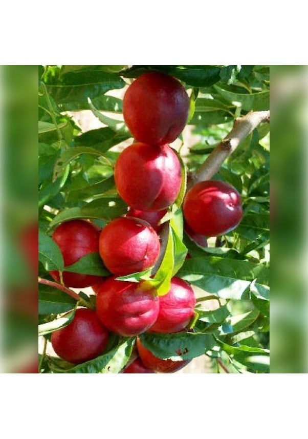 Nektari 140-180 Cm Tüplü Fiyatları ve Özellikleri