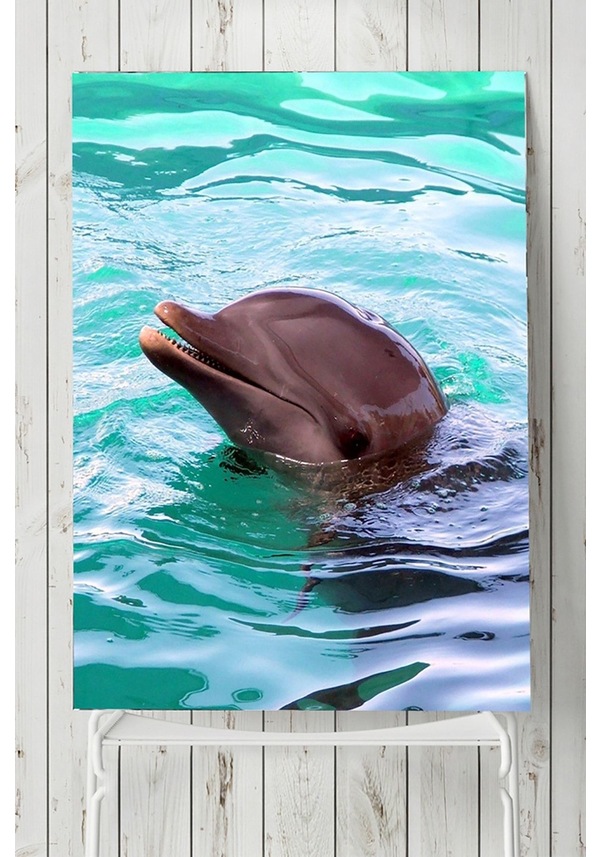Yunus Balığı Hayvan Posteri 30 x 40 CM Fiyatları ve Özellikleri