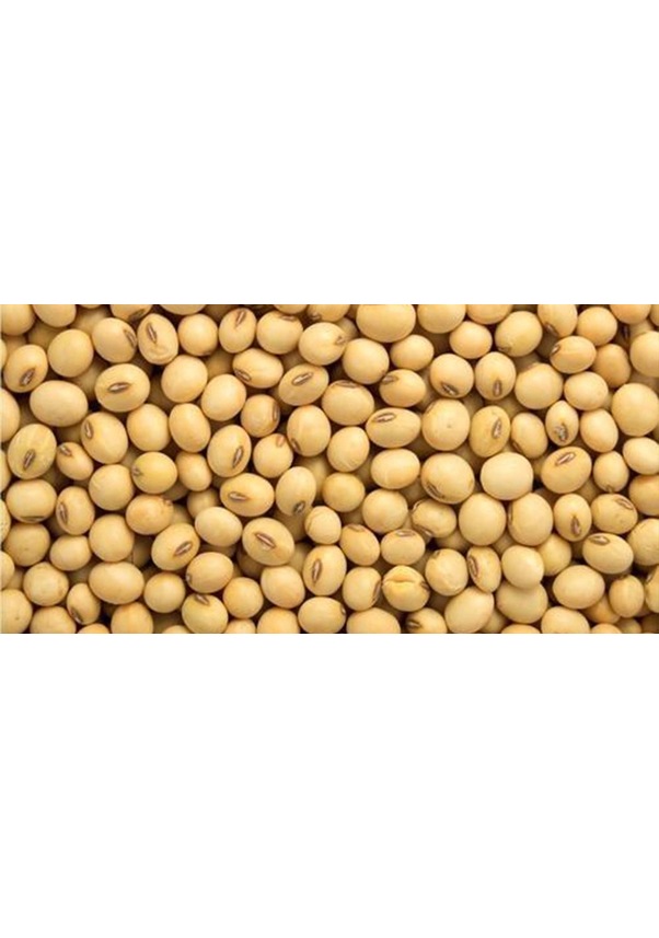 Dökme Bakliyat Soya Fasulyesi 1 KG Fiyatları ve Özellikleri