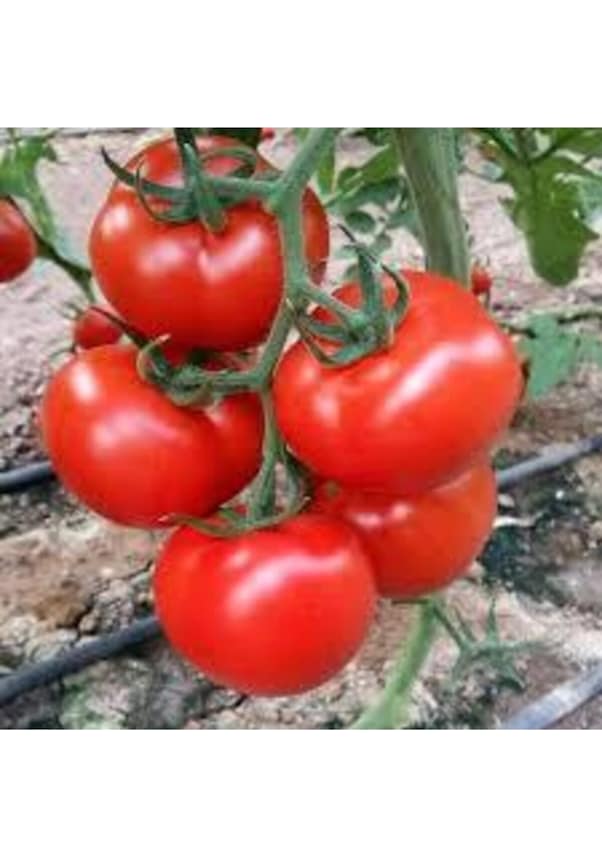 10 Adet Ankara Ayaş Domatesi Tohumu Fiyatları ve Özellikleri