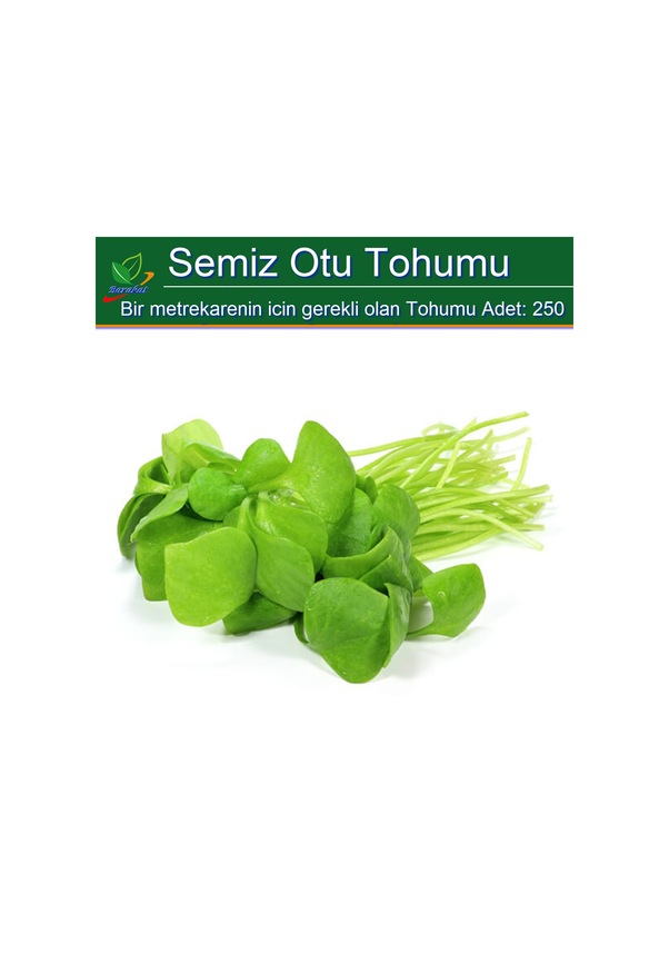 Semiz Otu Tohumu +10000 Adet - Semizotu Fiyatları ve Özellikleri