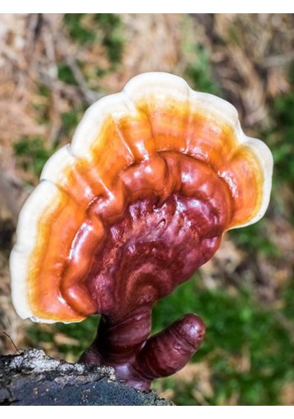 Kırmızı Reishi Mantarı Tohumu Ganoderma Lucidum Tohumu 300 Fiyatları ve ...
