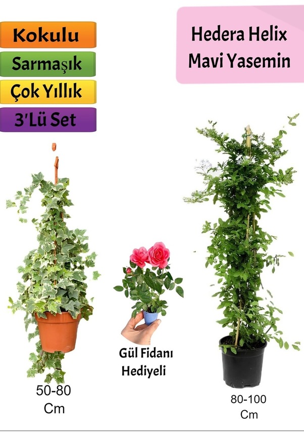 Mavi Yasemin+ Hedera Helix+ Pembe Gül Fidanı Fiyatları ve Özellikleri